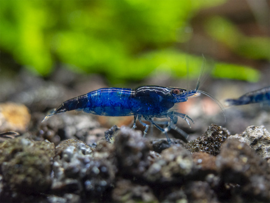 Blue Rili Shrimp - Aquatic Arts