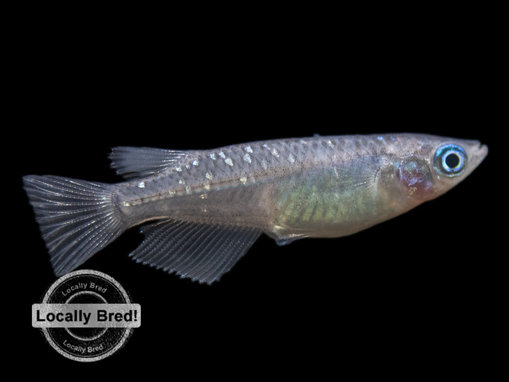 Blue Medaka Ricefish (Oryzias latipes) - Aquatic Arts