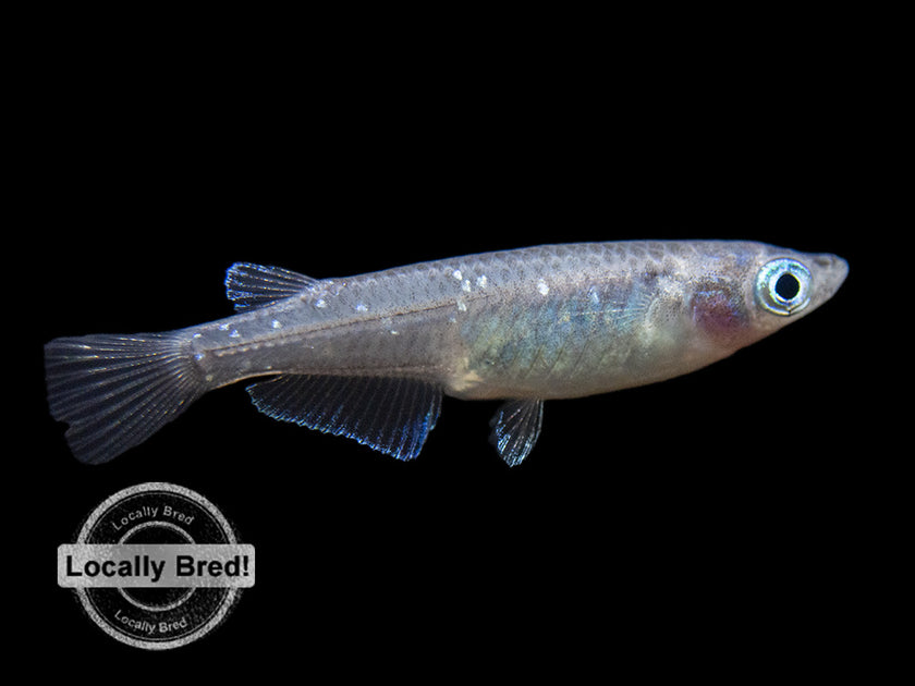 Shrimp Safe Fish (all shrimp) – Page 7 – Aquatic Arts