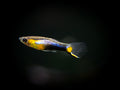 French Blue Star Endler’s Livebearer (Poecilia wingei) - Aquatic Arts