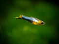 French Blue Star Endler’s Livebearer (Poecilia wingei) - Aquatic Arts