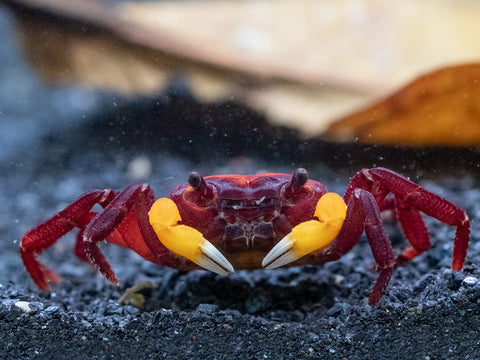 Freshwater Crab | Next-Day US Delivery | 100% Live Arrival Guarantee