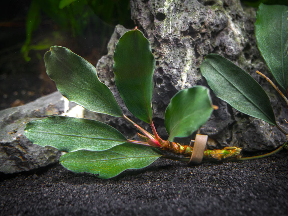 Theia Green Buce Plant (Bucephalandra sp.) - Aquatic Arts