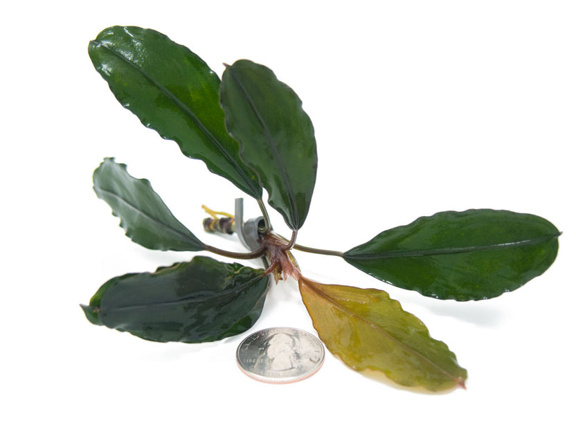 Buce Plants (Bucephalandra sp.) – Aquatic Arts