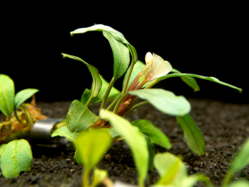 Buce Plants (Bucephalandra sp.) – Aquatic Arts