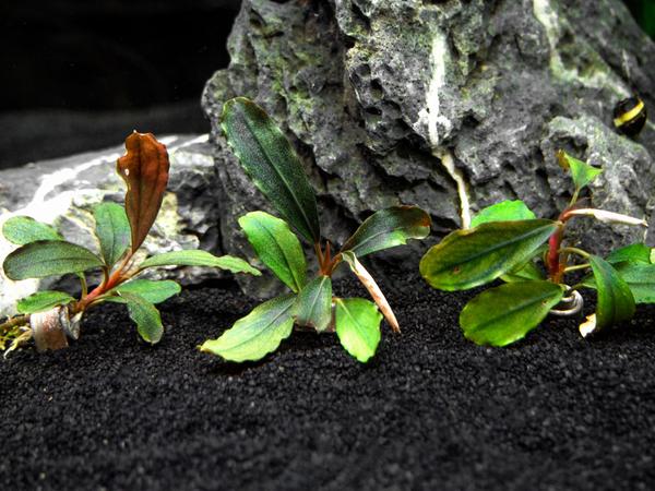 Buce Plants (Bucephalandra sp.) – Aquatic Arts