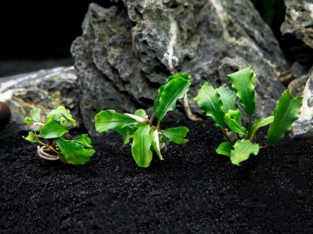 Green Wavy Buce Plant (Bucephalandra sp. "Green Wavy") - Aquatic Arts
