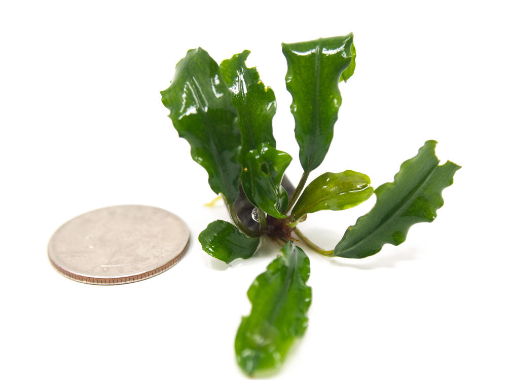 Buce Plants (Bucephalandra sp.) – Aquatic Arts