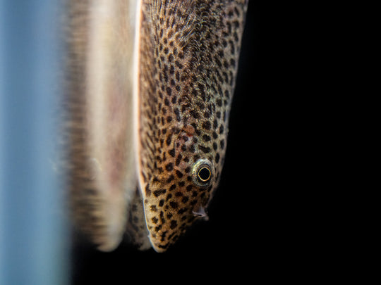 Butterfly Hillstream Loach (Beaufortia kweichowensis) - Aquatic Arts