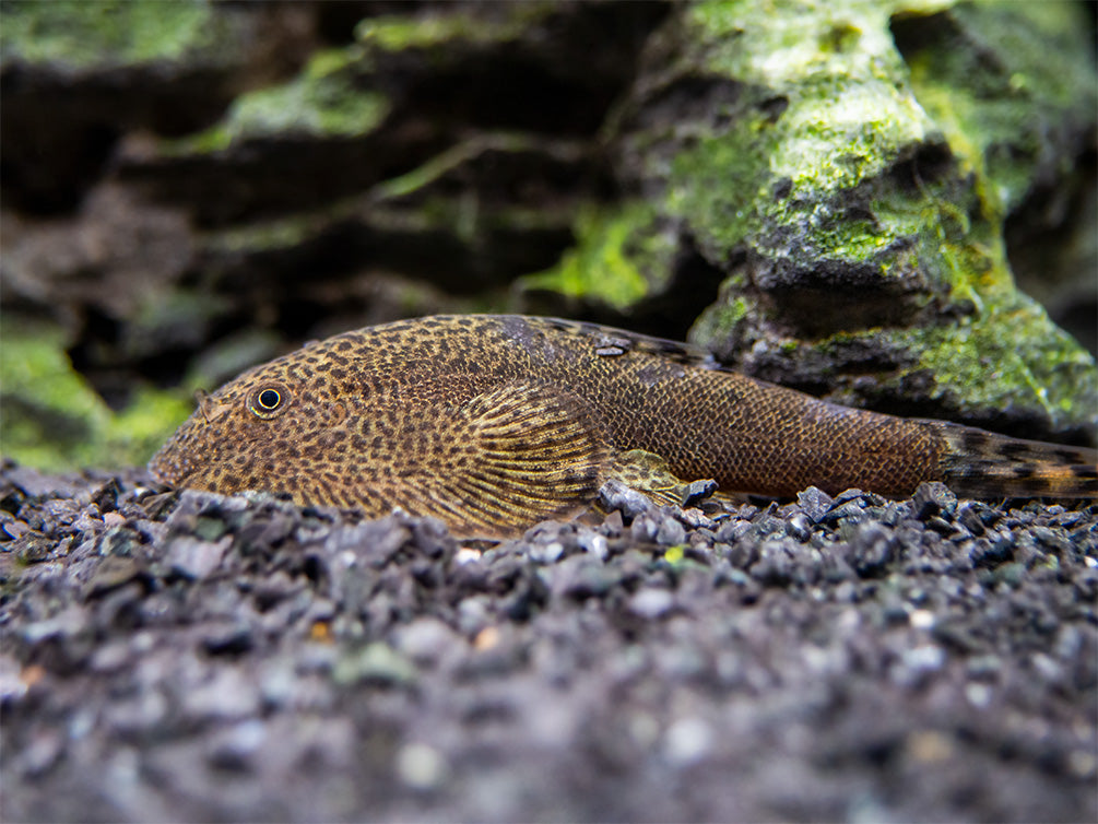 Reticulated Hillstream Loach
