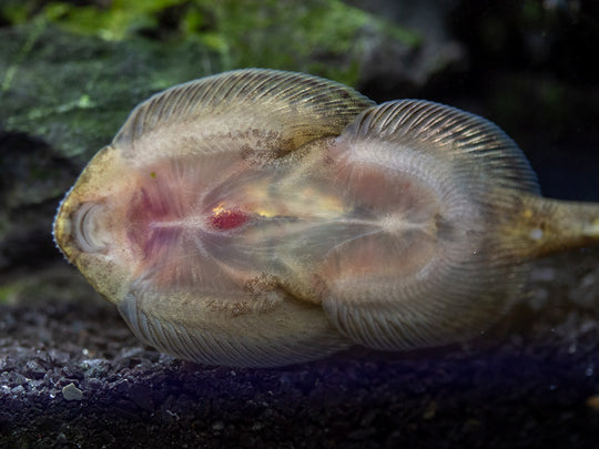 Butterfly Hillstream Loach (Beaufortia kweichowensis) - Aquatic Arts