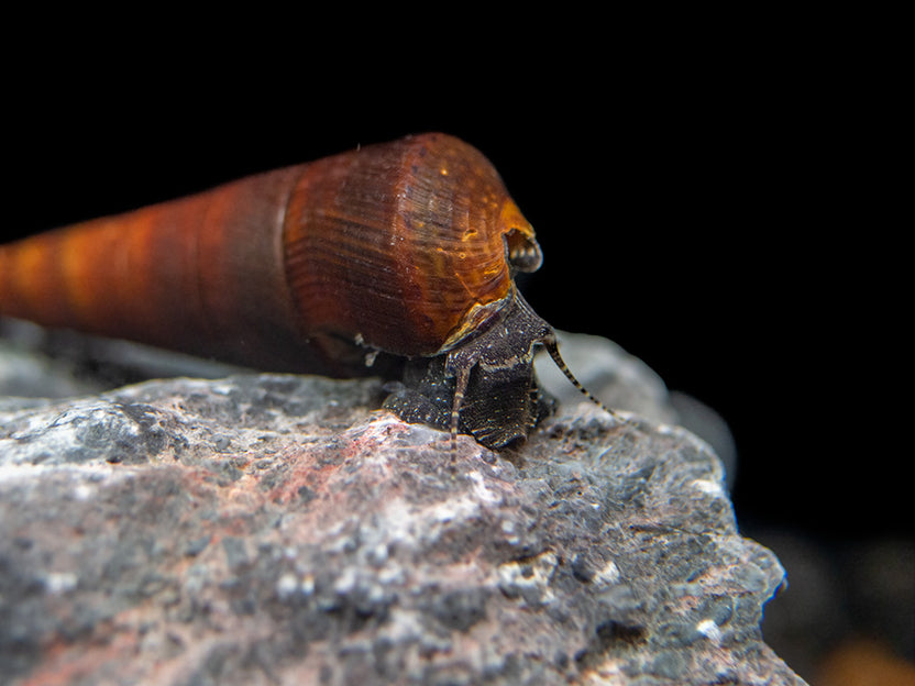 Cappuccino Spike Snail (Faunus ater var. "Cappuccino") - Aquatic Arts