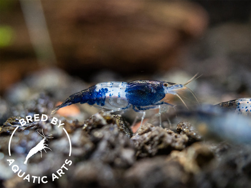 Neocaridina Shrimp – Aquatic Arts