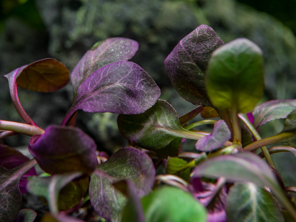 Cardinal Plant AKA (Lobelia cardinalis) Tissue Culture - Aquatic Arts