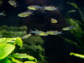 Celebes Rainbowfish (Marosatherina ladigesi), Tank-Bred - Aquatic Arts