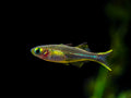 Celebes Rainbowfish (Marosatherina ladigesi), Tank-Bred - Aquatic Arts