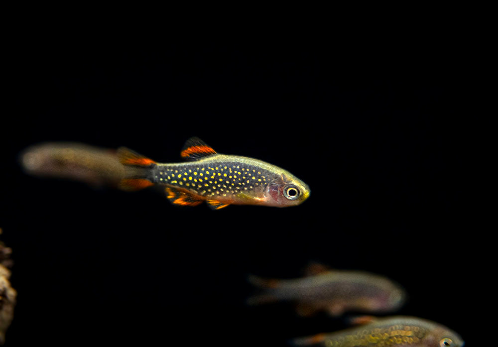 How Big Rasbora Celestial