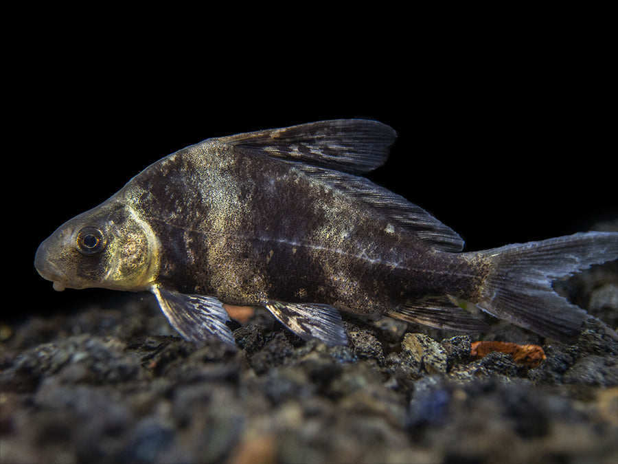 Chinese Hi Fin Banded Shark (Myxocyprinus asiaticus) - Aquatic Arts