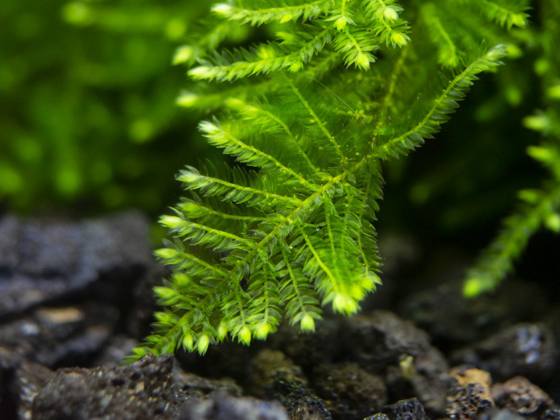 Christmas Moss aka Xmas Moss (Vesicularia dubyana), Loose Portion ...