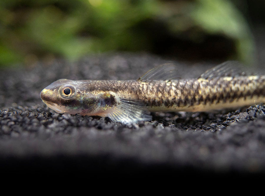 Cobalt Blue Dwarf Goby (Stiphodon semoni) - Aquatic Arts
