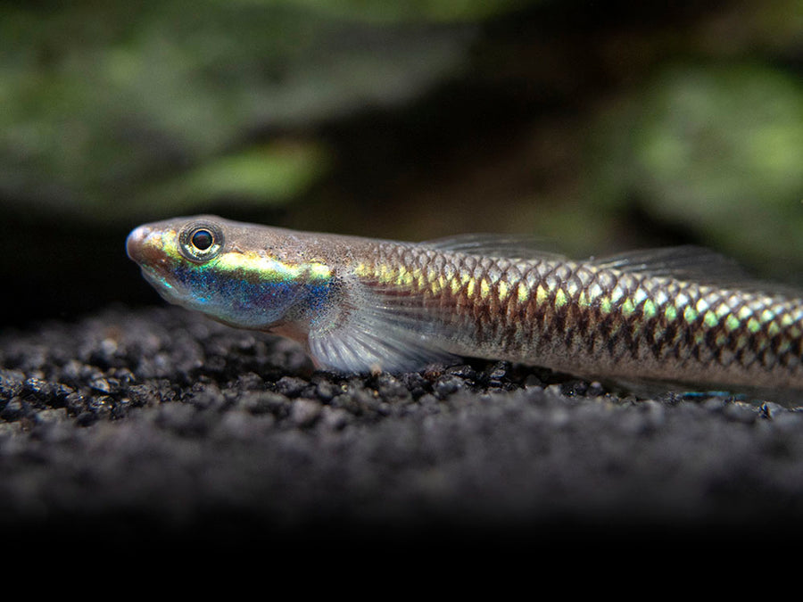 Cobalt Blue Dwarf Goby (Stiphodon semoni) - Aquatic Arts