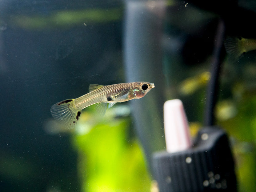 Cobra Endler’s Livebearer, Males/Females (P. wingei) - Aquatic Arts