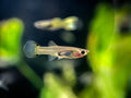 Cobra Endler’s Livebearer, Males/Females (P. wingei) - Aquatic Arts