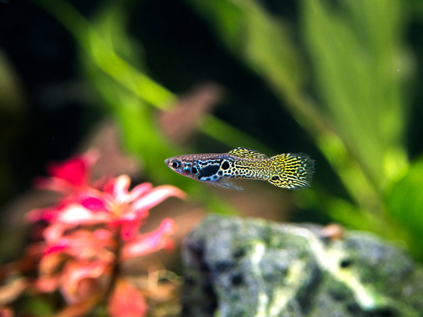 Cobra Endler’s Livebearer, Males/Females (P. wingei) - Aquatic Arts