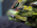 Cobra Endler’s Livebearer, Males/Females (P. wingei) - Aquatic Arts