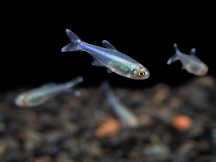 Cochu’s Blue Tetra (Blue King Tetra) Tank-Bred - Aquatic Arts
