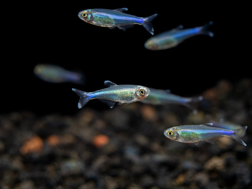 Cochu’s Blue Tetra (Blue King Tetra) Tank-Bred - Aquatic Arts