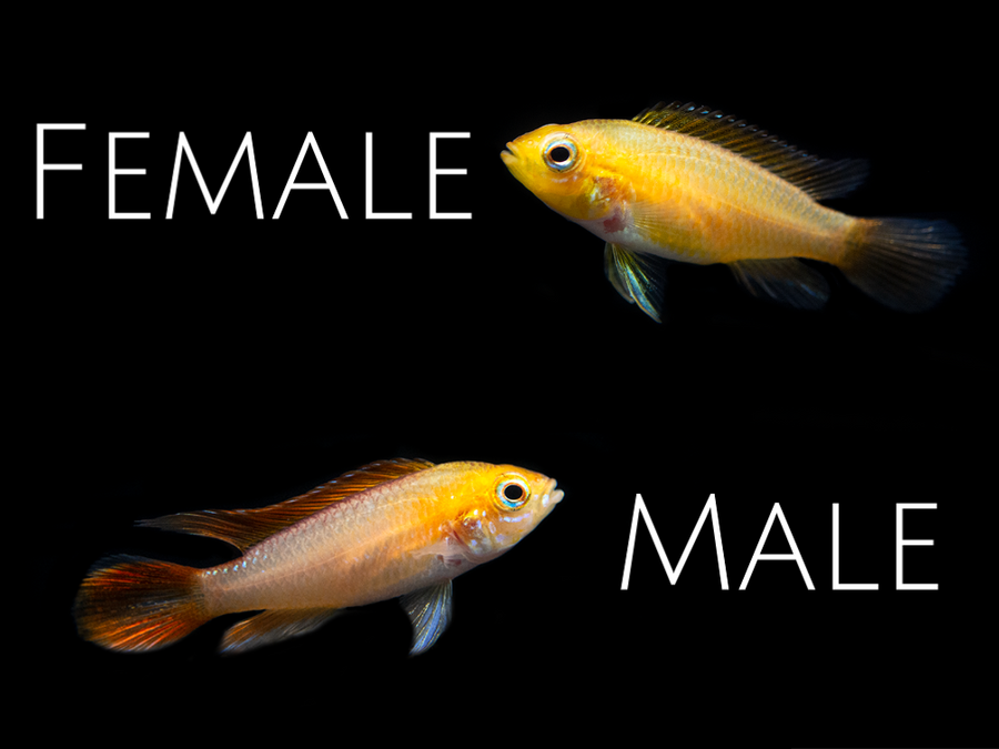 Fire Red Dwarf Cichlid (Apistogramma agassizii) - Aquatic Arts