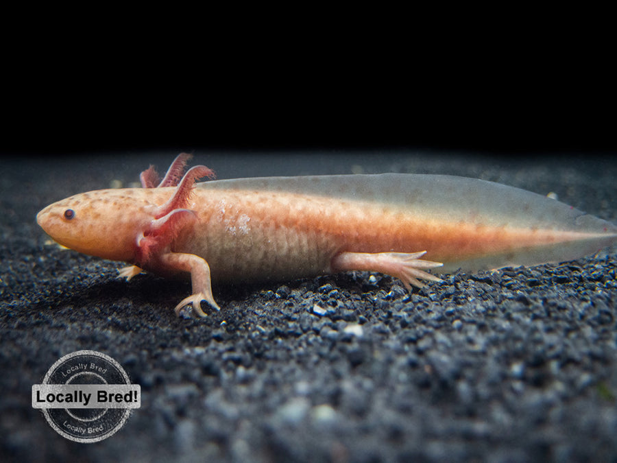 Copper Axanthic Axolotl (Ambystoma mexicanum), Local! - Aquatic Arts