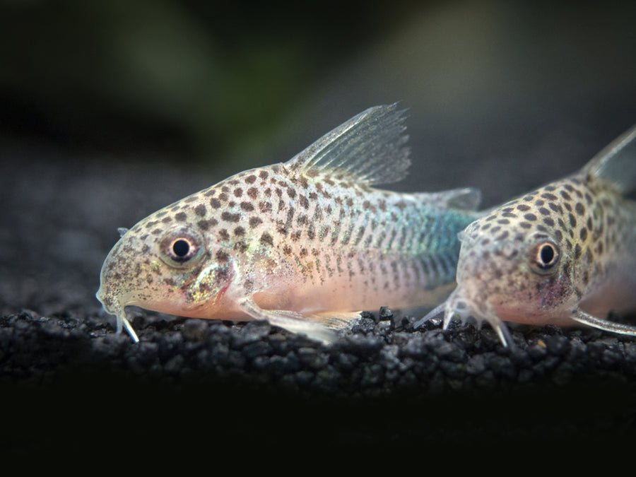 Smudge Spot Cory Catfish (Corydoras similis), Tank-Bred - Aquatic Arts
