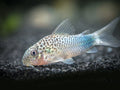 Smudge Spot Cory Catfish (Corydoras similis), Tank-Bred - Aquatic Arts