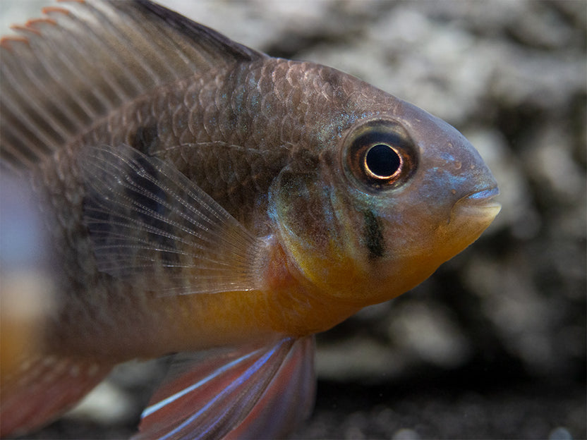 Dwarf Ram Cichlids – Aquatic Arts