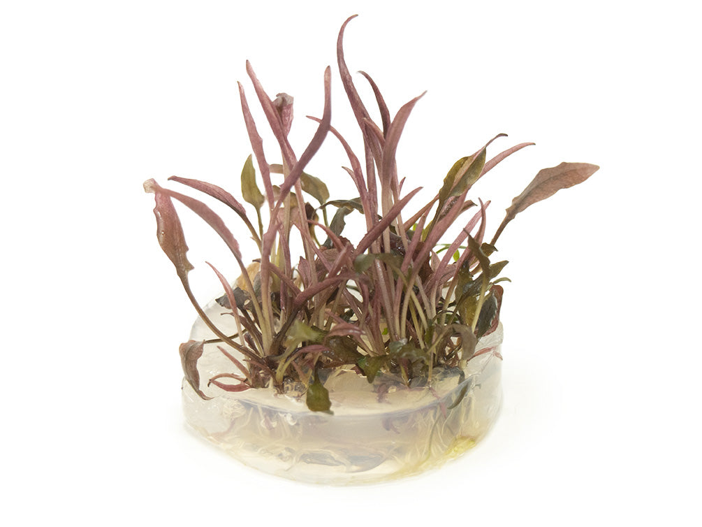 Cryptocoryne sp. "Flamingo" Tissue Culture - Aquatic Arts