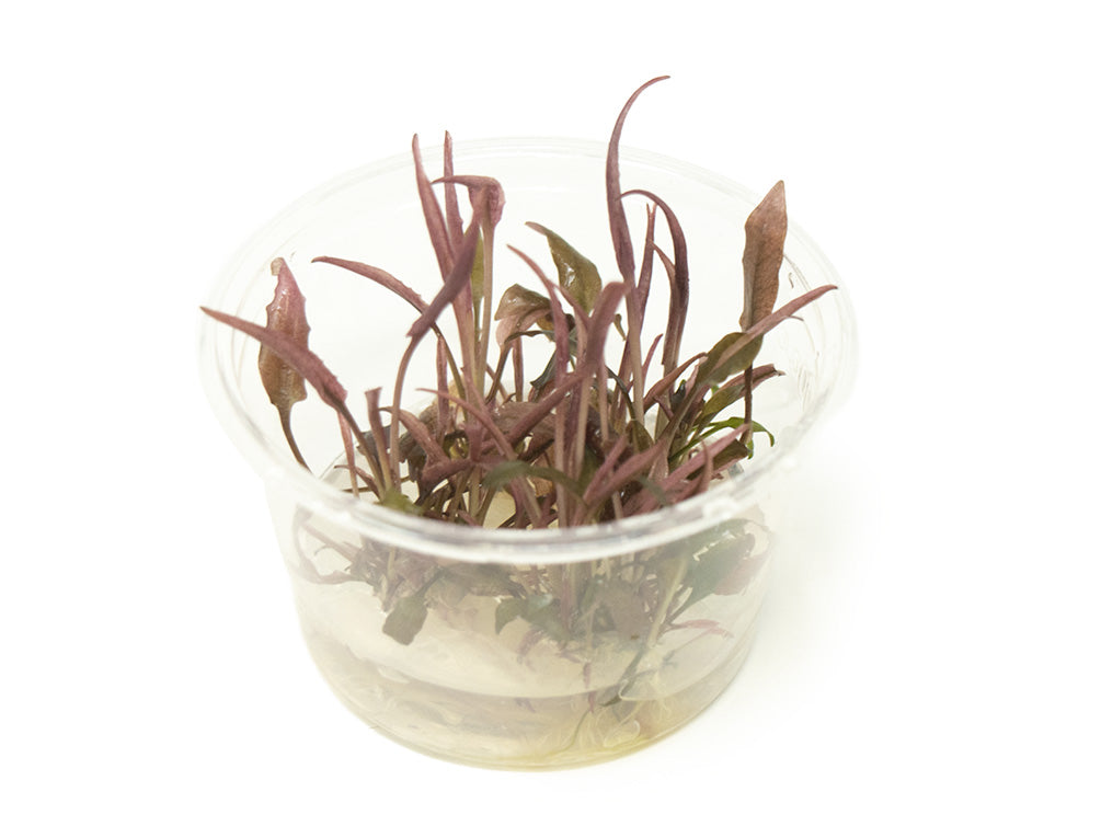 Cryptocoryne sp. "Flamingo" Tissue Culture - Aquatic Arts