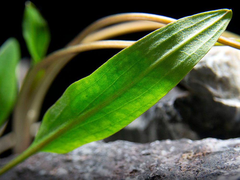 Cryptocoryne Lutea