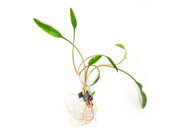 Cryptocoryne lutea, bare root - Aquatic Arts