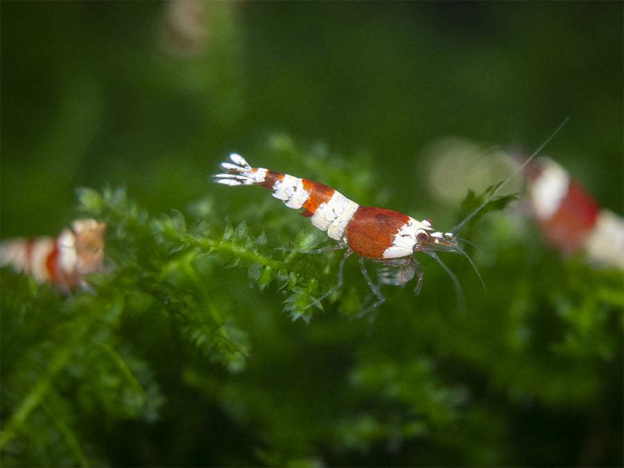 Crystal Red Shrimp (A-S Grade) - Aquatic Arts