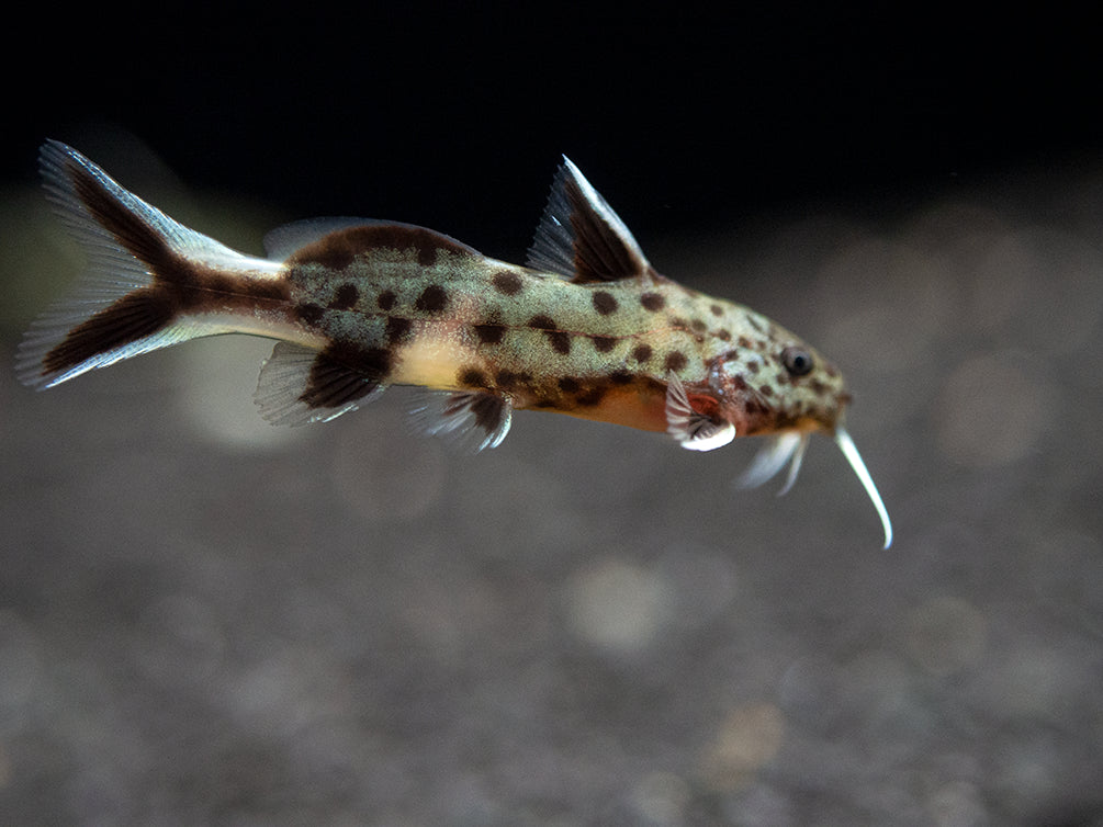 Cuckoo Catfish (Synodontis multipunctata), Tank-Bred! - Aquatic Arts