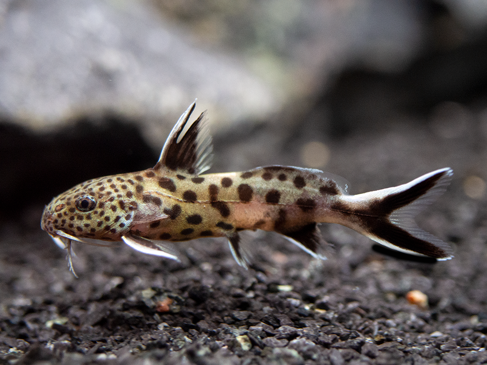 Cuckoo Catfish (Synodontis multipunctata), Tank-Bred! - Aquatic Arts