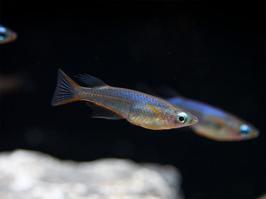 Daisy's Blue Ricefish (Oryzias woworae), Tank-Raised! - Aquatic Arts