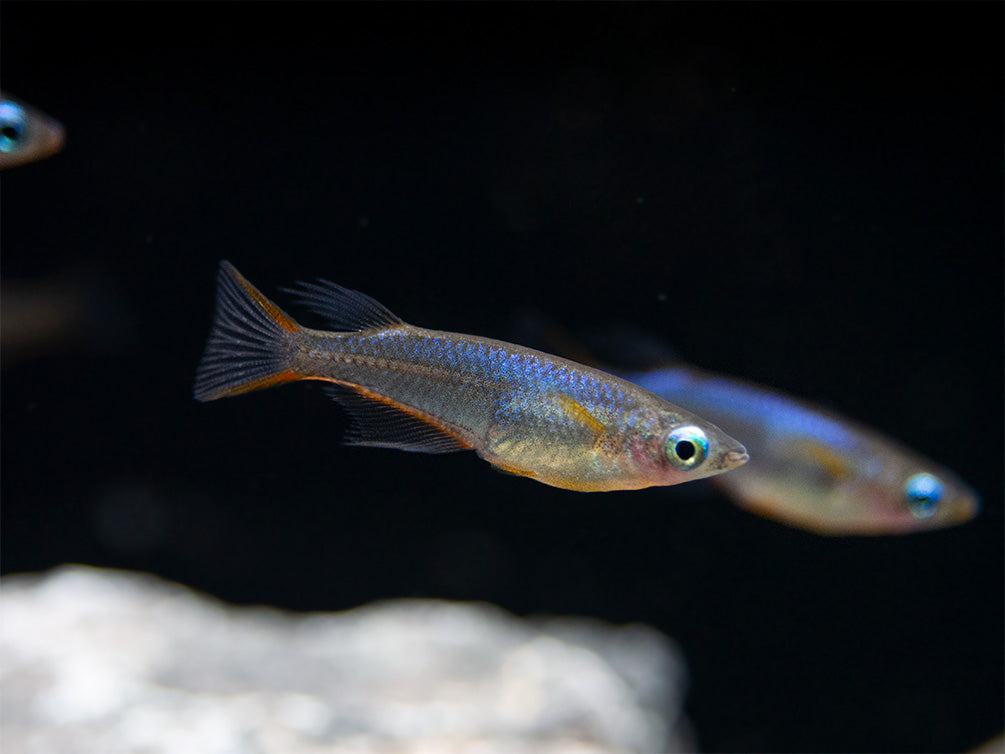 Daisy's Blue Ricefish (Oryzias woworae), Tank-Raised! - Aquatic Arts