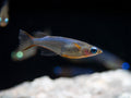 Daisy's Blue Ricefish (Oryzias woworae), Tank-Raised! - Aquatic Arts