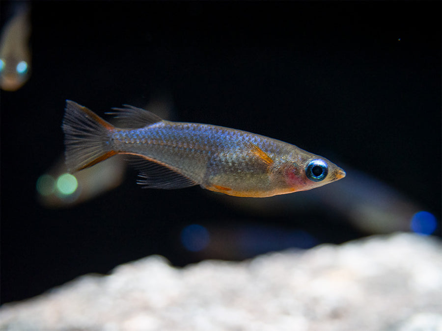 Daisy's Blue Ricefish (Oryzias woworae), Tank-Raised! - Aquatic Arts