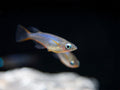 Daisy's Blue Ricefish (Oryzias woworae), Tank-Raised! - Aquatic Arts