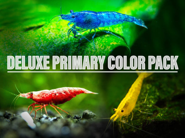 DELUXE Primary Colors Dwarf Shrimp Combo Pack - Aquatic Arts on sale ...
