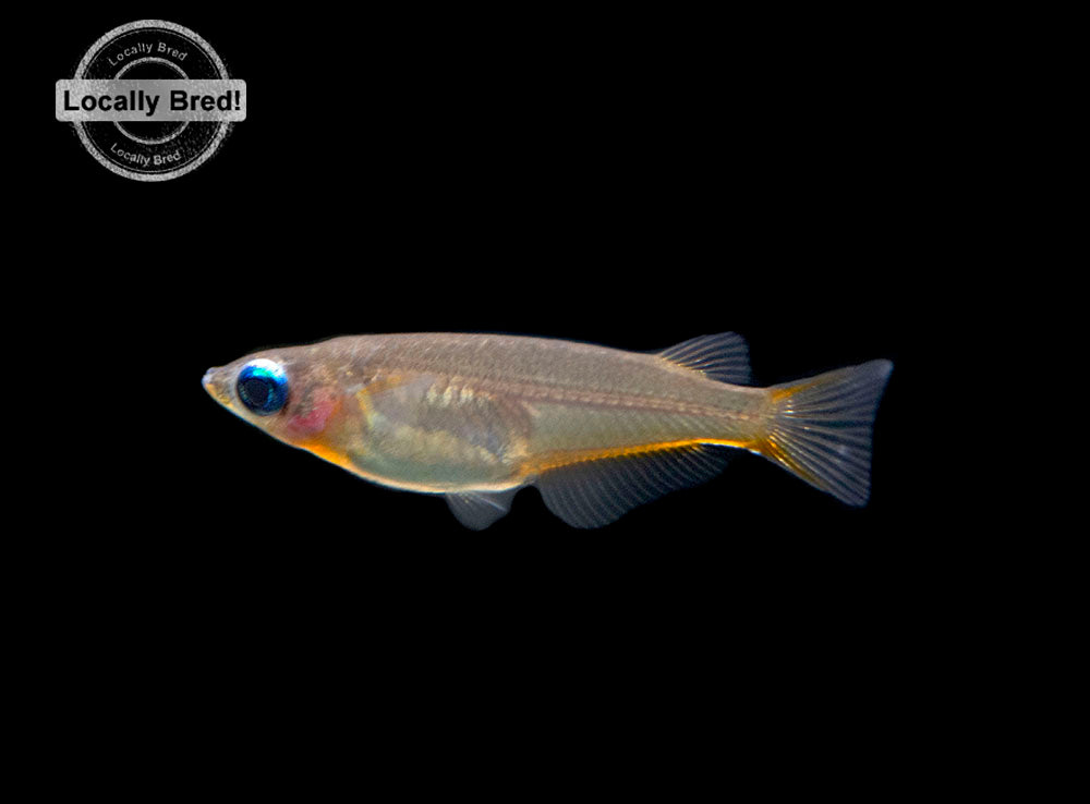 Daisy's Blue Ricefish (Oryzias woworae), LOCALLY BRED! - Aquatic Arts